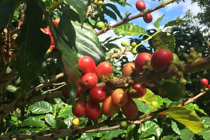 Cafe y Ron: Bad Bunny Inspired Local Full Day Tour from San Juan - Practical Details & Tips for Travelers