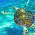 Caribbean Blue Charters - Full Day Boat Charter - 35' Marlin Power Boat - The Value and Overall Impression