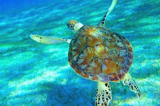 Caribbean Blue Charters - Full Day Boat Charter - 35' Marlin Power Boat - The Value and Overall Impression