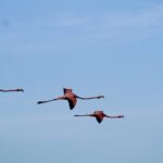 Caroni Bird Sanctuary Tour - What’s Included and What’s Not?