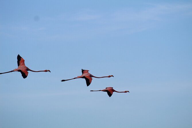 Caroni Bird Sanctuary Tour - What’s Included and What’s Not?