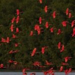 Caroni Swamp wildlife Tour - The Value of the Tour