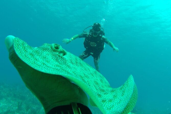 Catalina Island Diving - The Equipment and Guidance