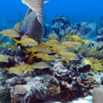 Catalina Island Full-Day Snorkeling + Lunch from Punta Cana - Who Will Love This Tour?