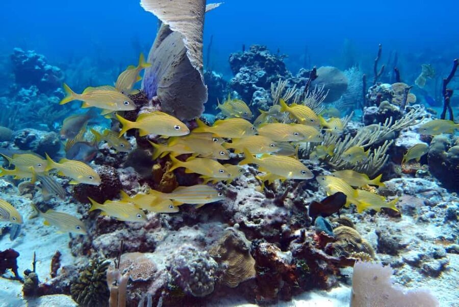 Catalina Island Full-Day Snorkeling + Lunch from Punta Cana - Who Will Love This Tour?