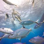 Catalina Island Scuba Diving Adventure The Wall & The Aquarium - The Practicalities: What’s Included & What to Consider