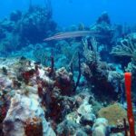 Catalina Island Scuba Diving - Amazing Full Day Tour! - The Journey from Punta Cana to Catalina Island