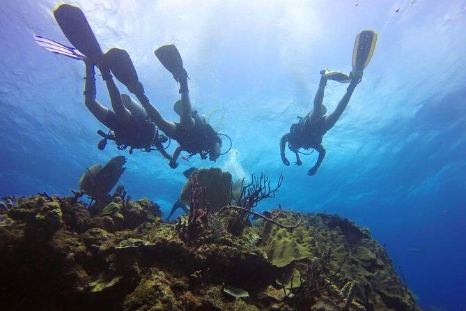 Catalina Island Scuba Diving and Snorkeling Tour from Punta Cana - Analyzing the Price and Value
