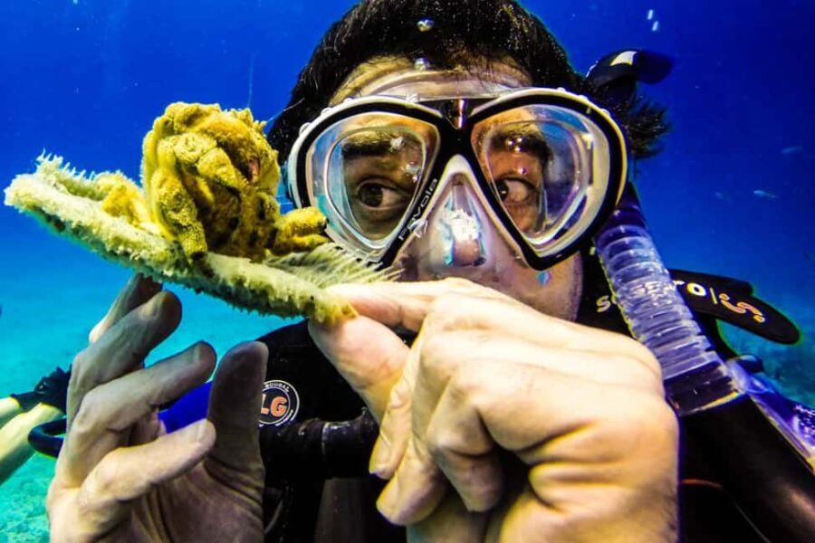 Catalina Island Scuba Diving Tour from Punta Cana - The Experience in Context