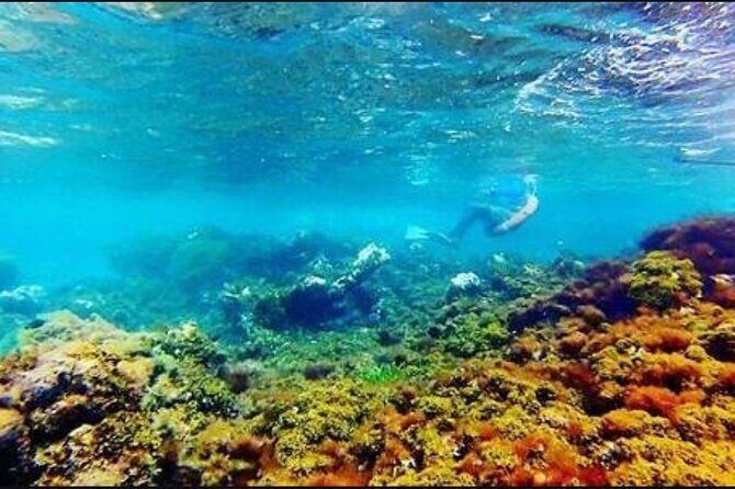 Catamaran Cruise with Dunns River Falls from Montego Bay - Analyzing the Price and Overall Value