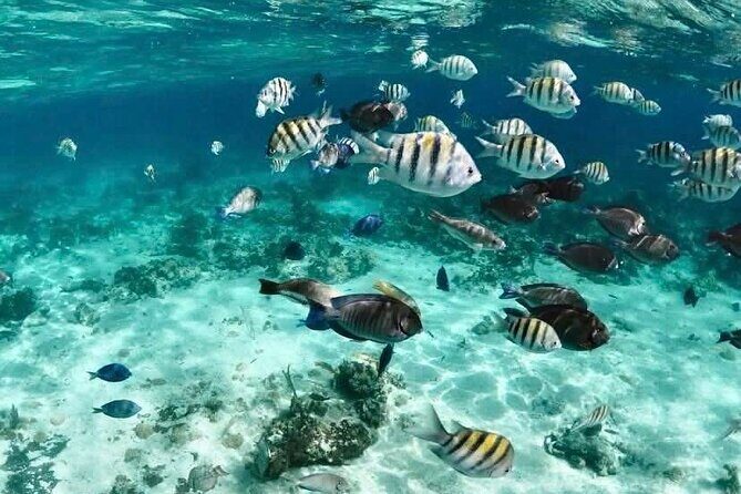 Catamaran Snorkel & Beach Day with Turtles - Detailed Breakdown of the Itinerary