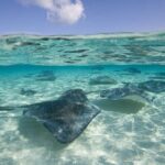 Cayman Combo Tour: Starfish Point, Stingray City & Coral Gardens - Who Should Consider This Tour?