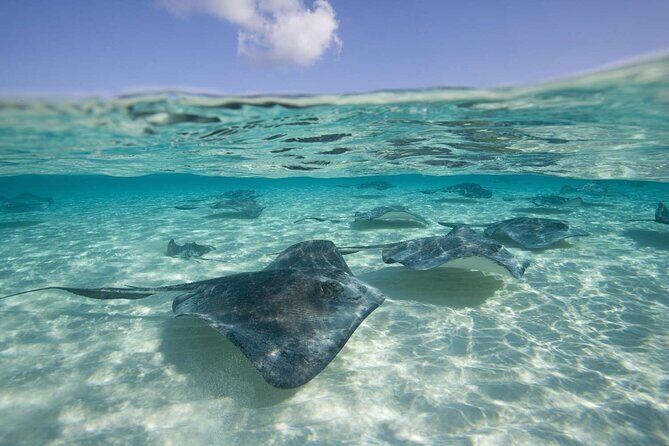 Cayman Combo Tour: Starfish Point, Stingray City & Coral Gardens - Who Should Consider This Tour?