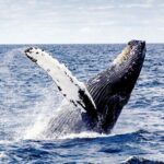 Cayo Levantado, Isla Bacardí and Whale Watching in Samaná - Practical Considerations