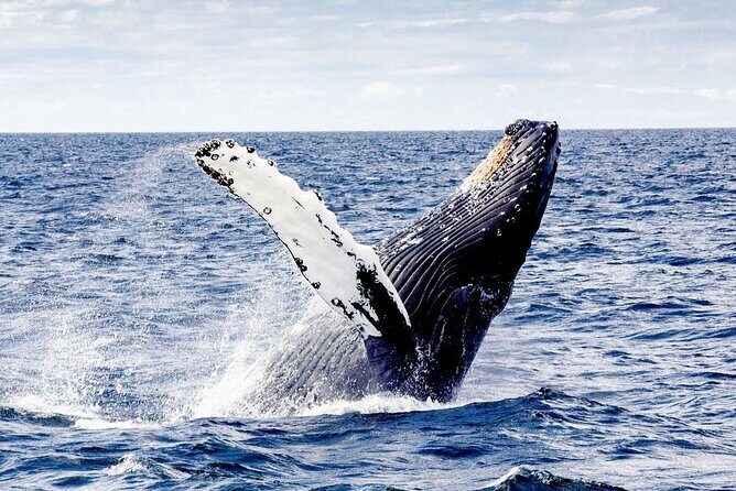 Cayo Levantado, Isla Bacardí and Whale Watching in Samaná - Practical Considerations