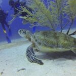 Certified 2-Tank Scuba Diving Tour from Montego Bay - The Logistics: Making It Easy for Travelers