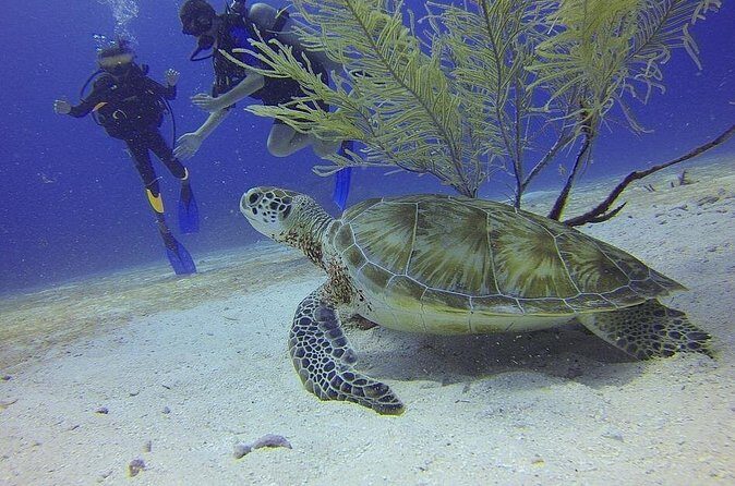 Certified 2-Tank Scuba Diving Tour from Montego Bay - The Logistics: Making It Easy for Travelers