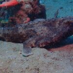 Champagne Reef, Bubble Beach and Scotts Head Snorkeling tour by boat in Dominica - The Authenticity Factor: Real Experiences from Travelers