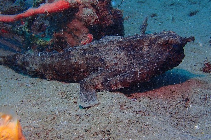 Champagne Reef, Bubble Beach and Scotts Head Snorkeling tour by boat in Dominica - The Authenticity Factor: Real Experiences from Travelers