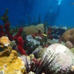 Champagne Reef Snorkeling Tour at volcanic hot Bubbles Dominica - Key Points