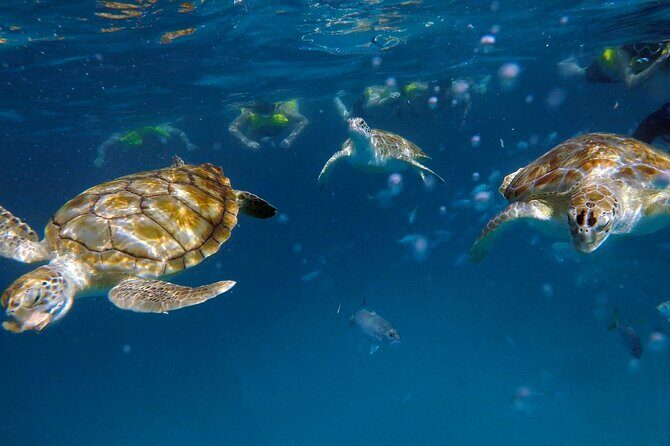 Ches snorkel cruise! turtles & shipwrecks (semi private) - What Makes This Tour Stand Out