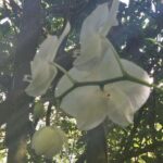 Children's Botanical Garden in St. Thomas USVI - FAQ