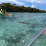 Clear Kayak Eco Tour Explore Mangroves and Meet the Turtles - The Bottom Line