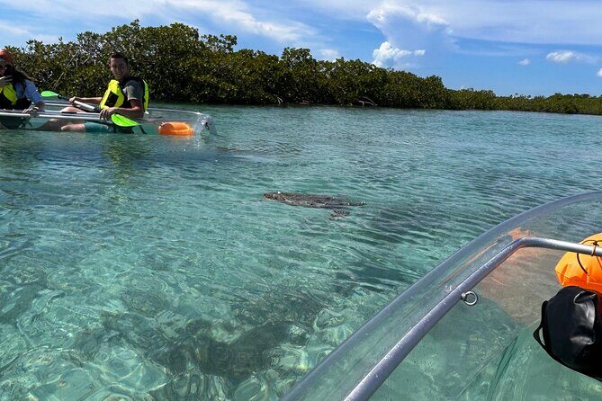 Clear Kayak Eco Tour Explore Mangroves and Meet the Turtles - The Bottom Line