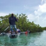 Clear Kayak Mangrove Eco Tour - Honest Perspectives from Travelers