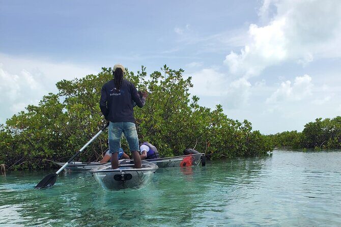 Clear Kayak Mangrove Eco Tour - Honest Perspectives from Travelers
