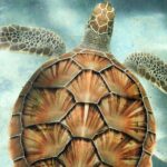 Clear Kayak Tour in Turks & Caicos Islands - What’s Included & What to Consider