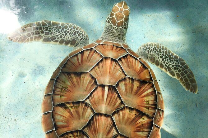 Clear Kayak Tour in Turks & Caicos Islands - What’s Included & What to Consider