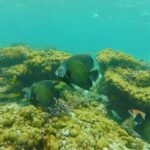 Coastline Snorkel and BBQ - Itinerary Breakdown: What You Can Expect