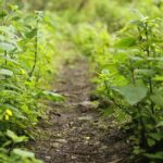 Coffee Farm Hike Through Jamaicas Blue Mountain from Montego Bay - What’s Included and Practical Details