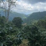 Coffee Farm Tour from Port Antonio - Step-by-Step Through the Coffee Journey
