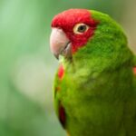 Colorful Species Of Birds - Final Thoughts