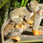 Combo: Buggy and Monkeys in Puerto Plata Group Adventure - The Itinerary in Detail