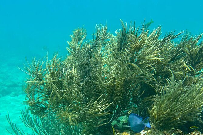 Coral Reef and Sea Turtle Snorkeling Experience - Practical Considerations and Tips