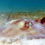 Coral Reef and Turtle Discovery Kayak and Snorkel Tour - Who Should Book This Tour?