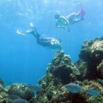 Coral Reef and Turtle Kayak Excursion - The Itinerary in Detail