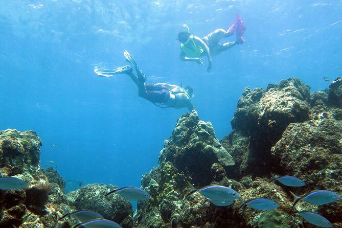 Coral Reef and Turtle Kayak Excursion - The Itinerary in Detail