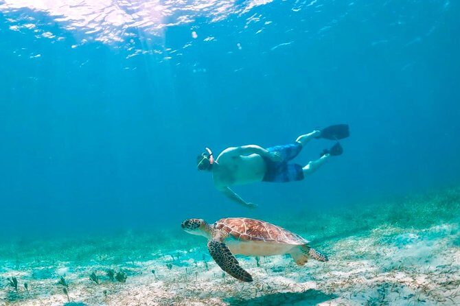 Culebra Snorkel and Turtle Adventure with Transport - Pricing and Value
