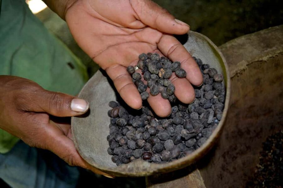 Cultural Safari from Punta Cana - Practical Details and Tips