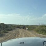 Curacao Private Jeep Off-Road Tour to Swimming with Sea Turtles - A Deep Dive into the Experience