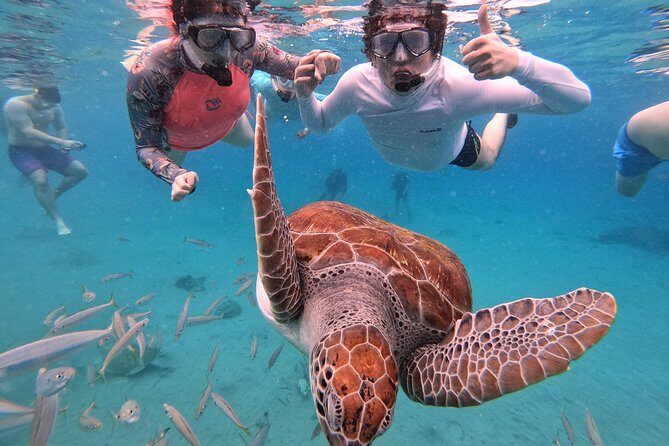 Curacao: Swimming with Sea Turtles meets Sea turtle beach - Who Should Consider This Tour?