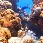 Customize Snorkeling with Option shopping Lunch & Stop local food - The Real Experience: What You Can Expect