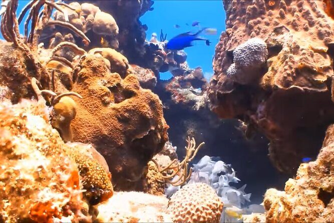 Customize Snorkeling with Option shopping Lunch & Stop local food - The Real Experience: What You Can Expect