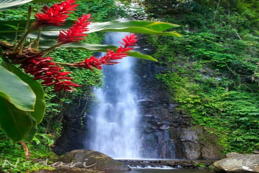 Dark View Falls Tour with Trubb Taxi Tours SVG - Value and Practical Considerations