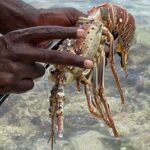 Day Trip to Negril from Montego Bay/Boat Ride to Booby Cay Island/Lobster Lunch - Who Would Enjoy This Tour?