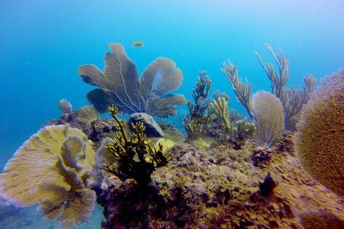 Discover Scuba Diving - DSD - FAQ